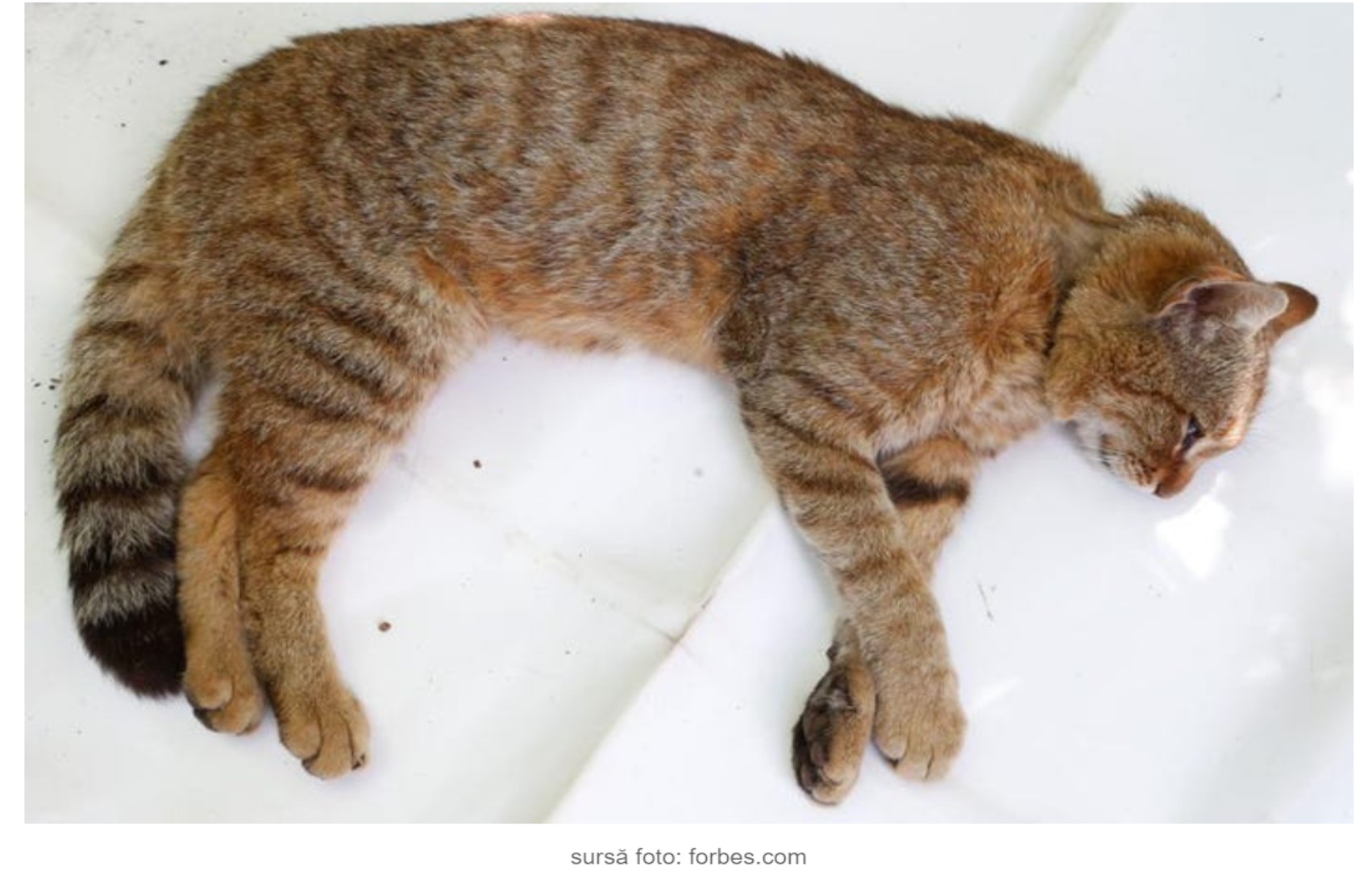 Legendara „vulpe pisică” s-ar putea să ajungă în casele tuturor ...