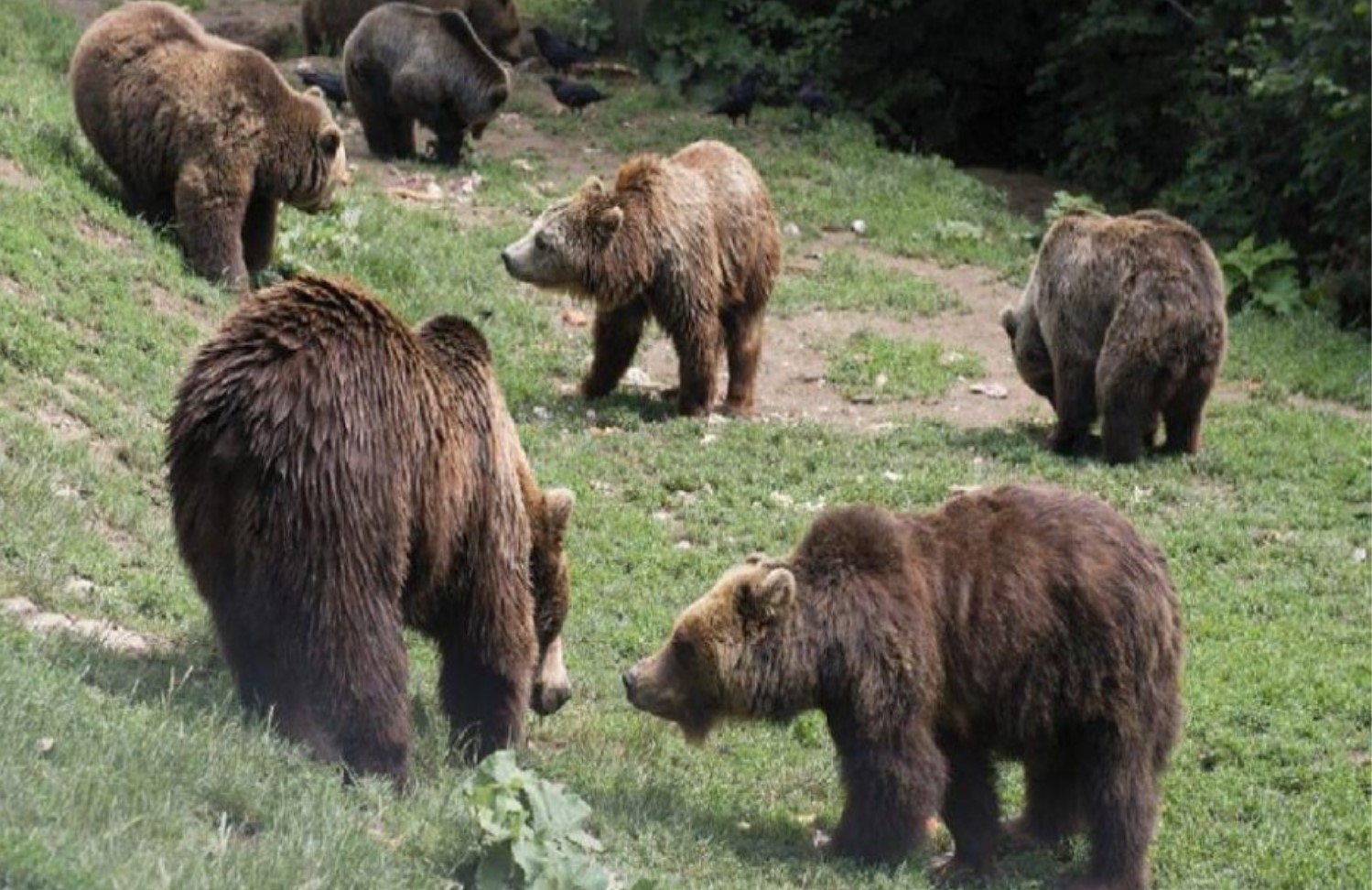 Urșii face ravagii în comuna Cetățeni. E nevoie de glonț pe țeavă ...