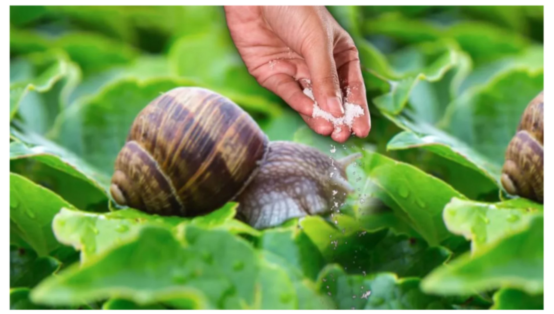 Lupta cu melcii din grădina i-a sfârșit dacă folosești acest truc ...